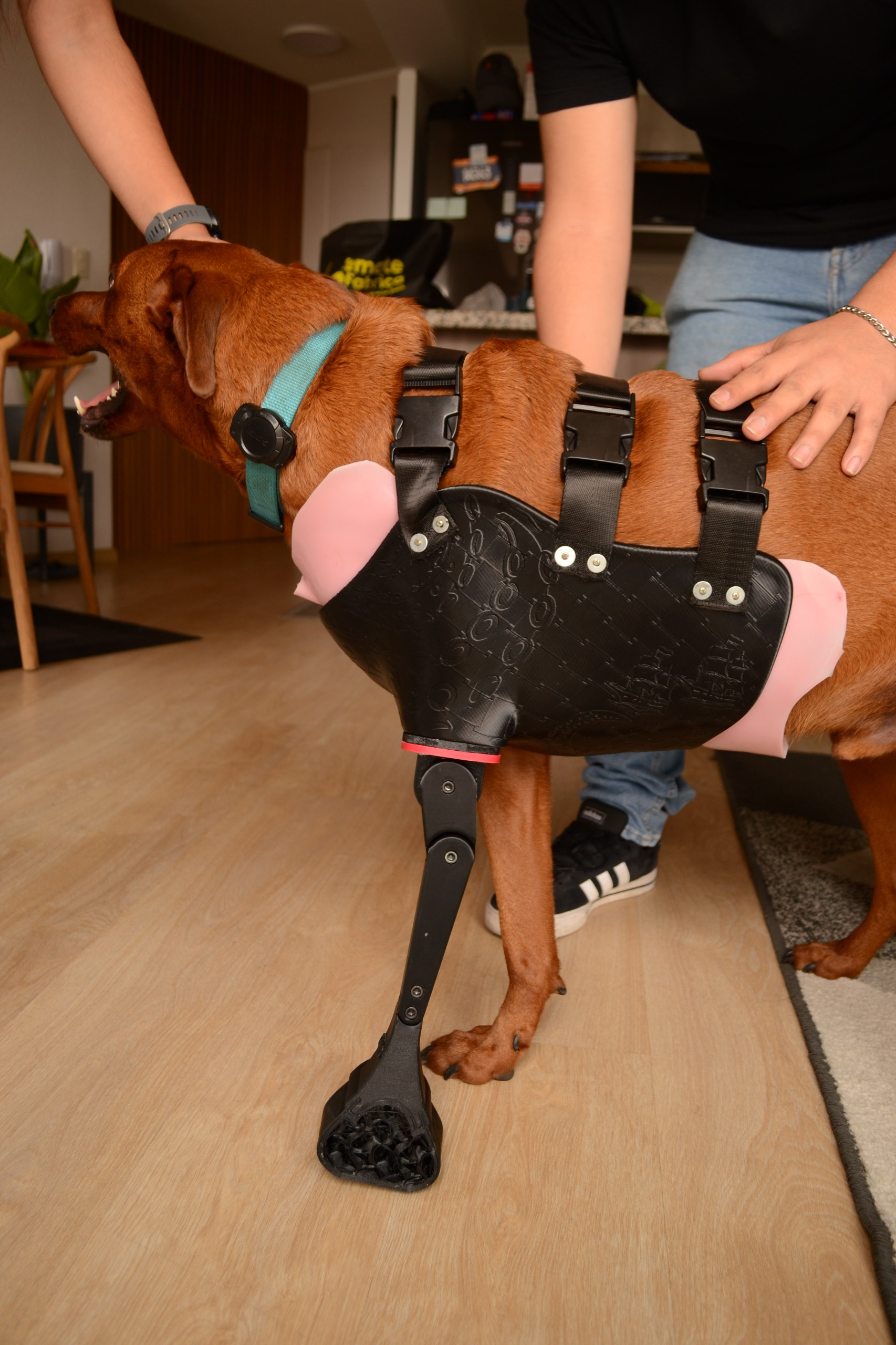 Estudiantes de UTEC diseñan primera prótesis canina para mejorar ...